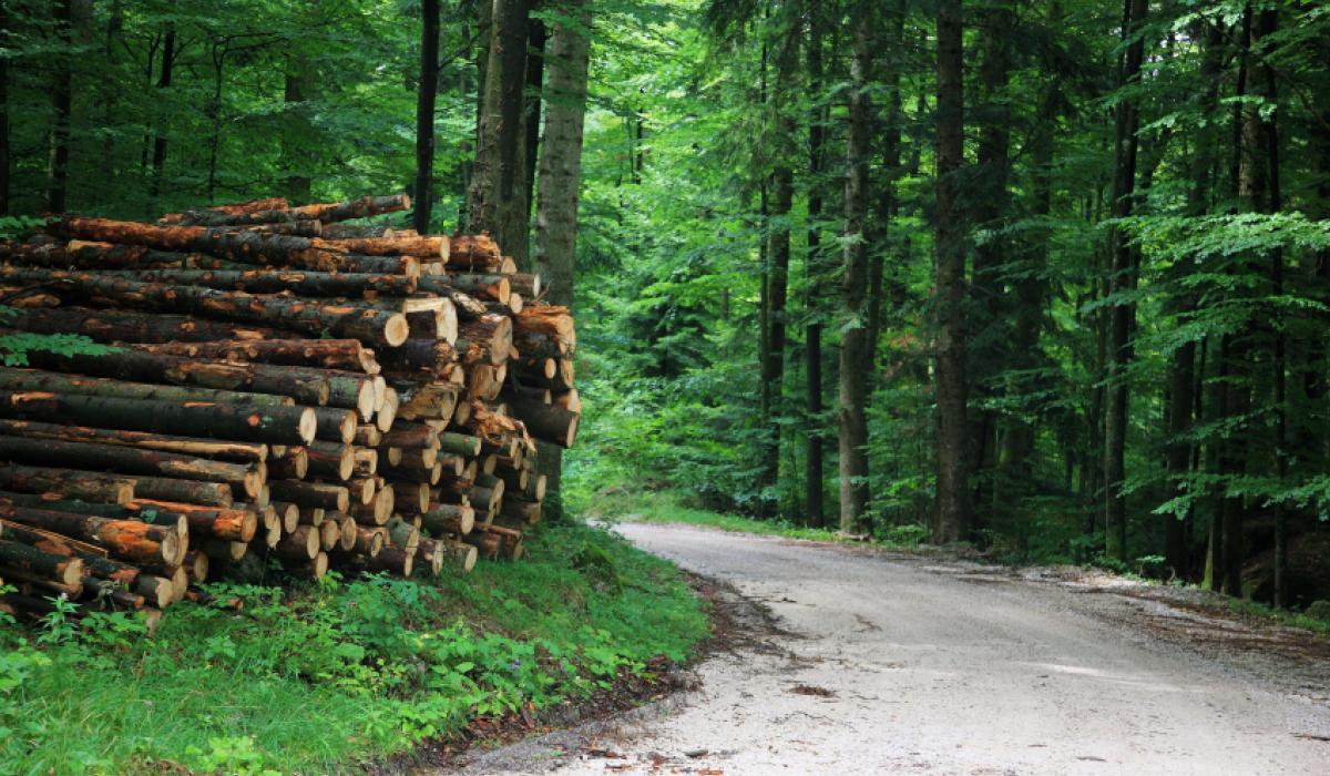 OPINION: Forests and timber provide multiple benefits for our society ...