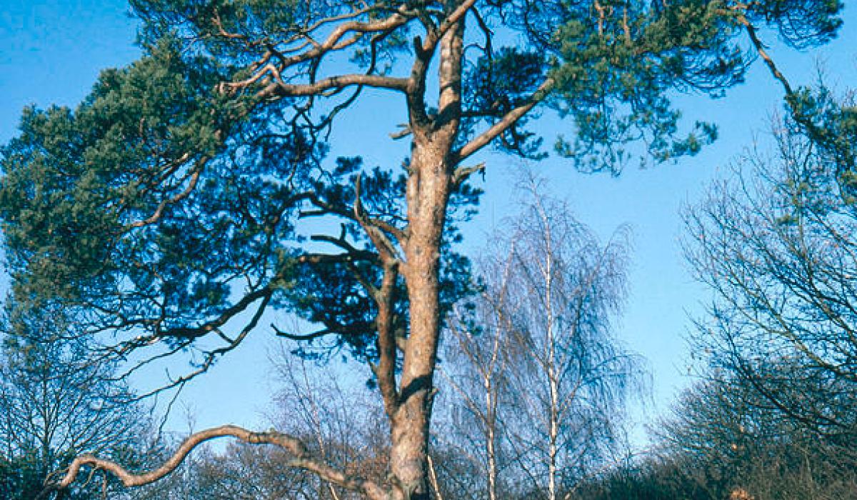 More than 50,000 native broadleaf trees due to be planted in Sligo and ...