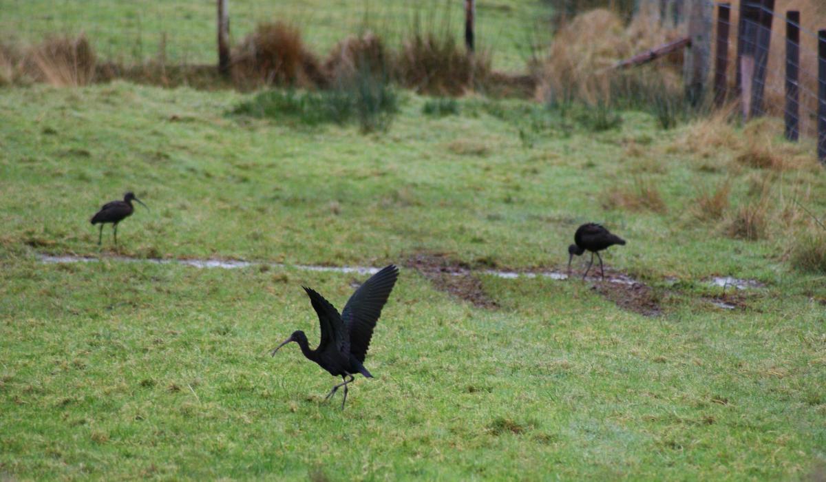 Rare African birds spotted in Donegal may have blown off course during ...