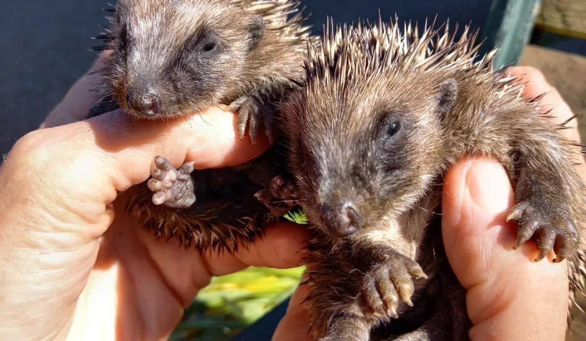 ADORABLE: Leitrim Animal Welfare called in to help orphaned hoglets ...