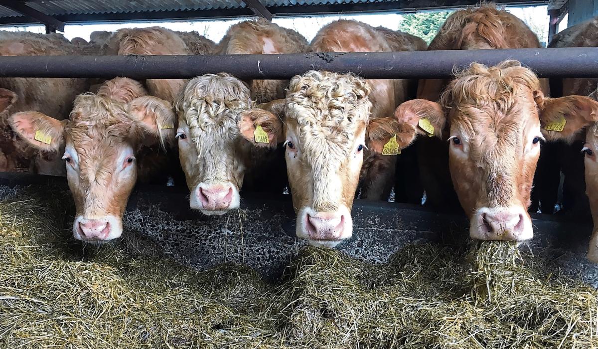 Irish and UK beef prices pass each other in “deeply suspicious ...