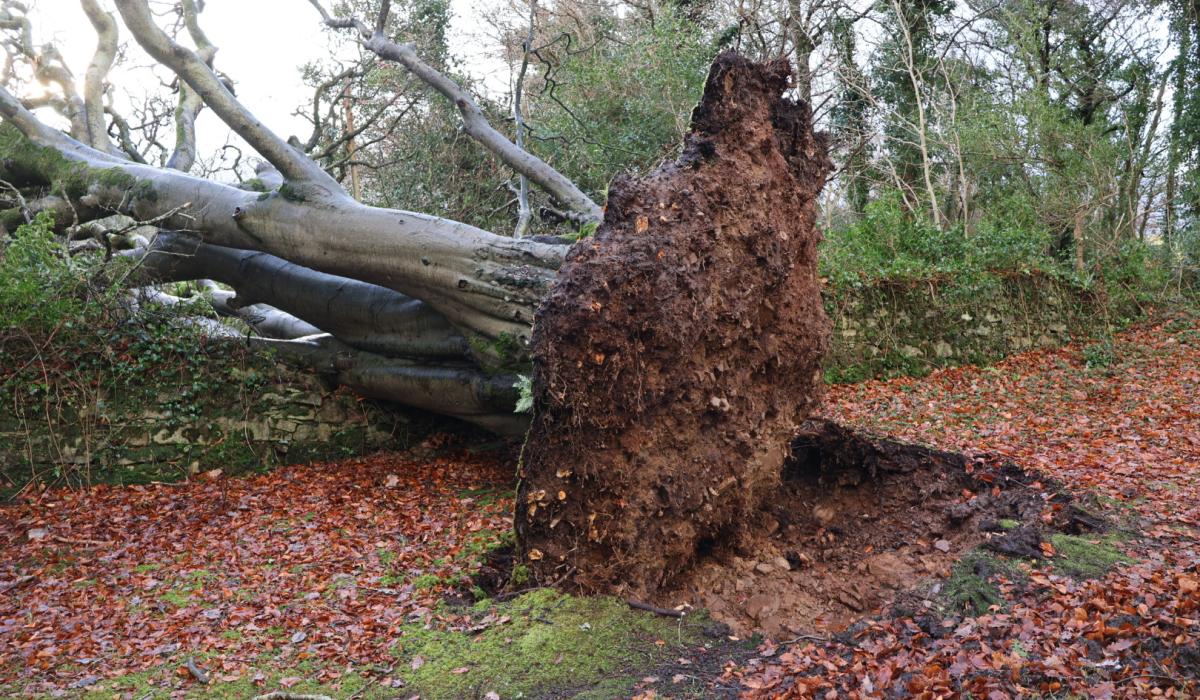 Storm Elin brings down huge tree at Tawley, Co Leitrim - Leitrim Live