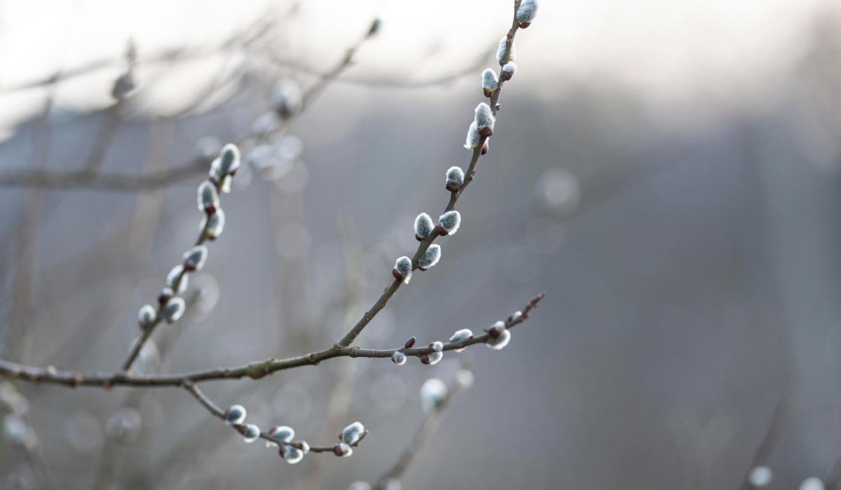 Mostly dry and cold with frost in today’s weather forecast - Leitrim Live