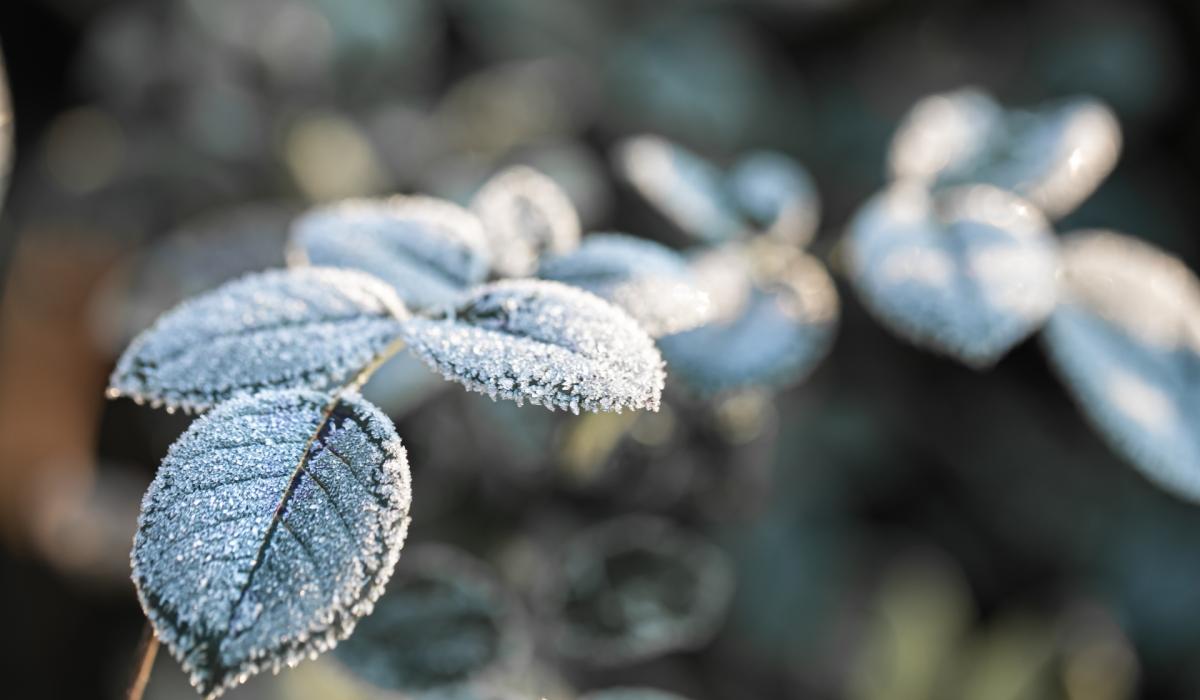 Frost and icy conditions to start with spells of crisp weather this ...