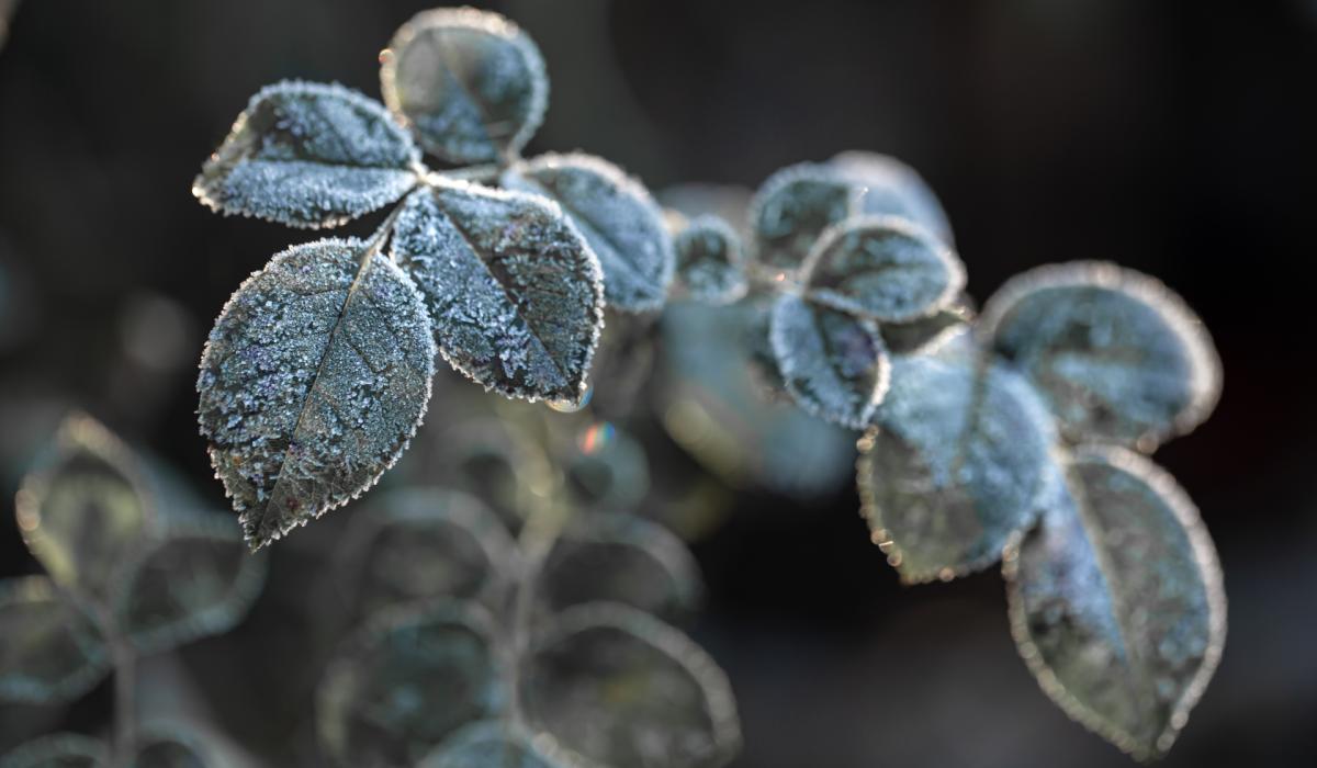 Cold with widespread frost and ice stretches continue in today’s ...