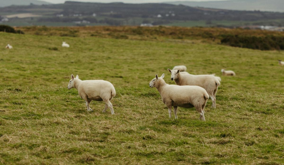 Major boost for Leitrim farmers as sheep scheme payments roll out across northwest - Leitrim Live