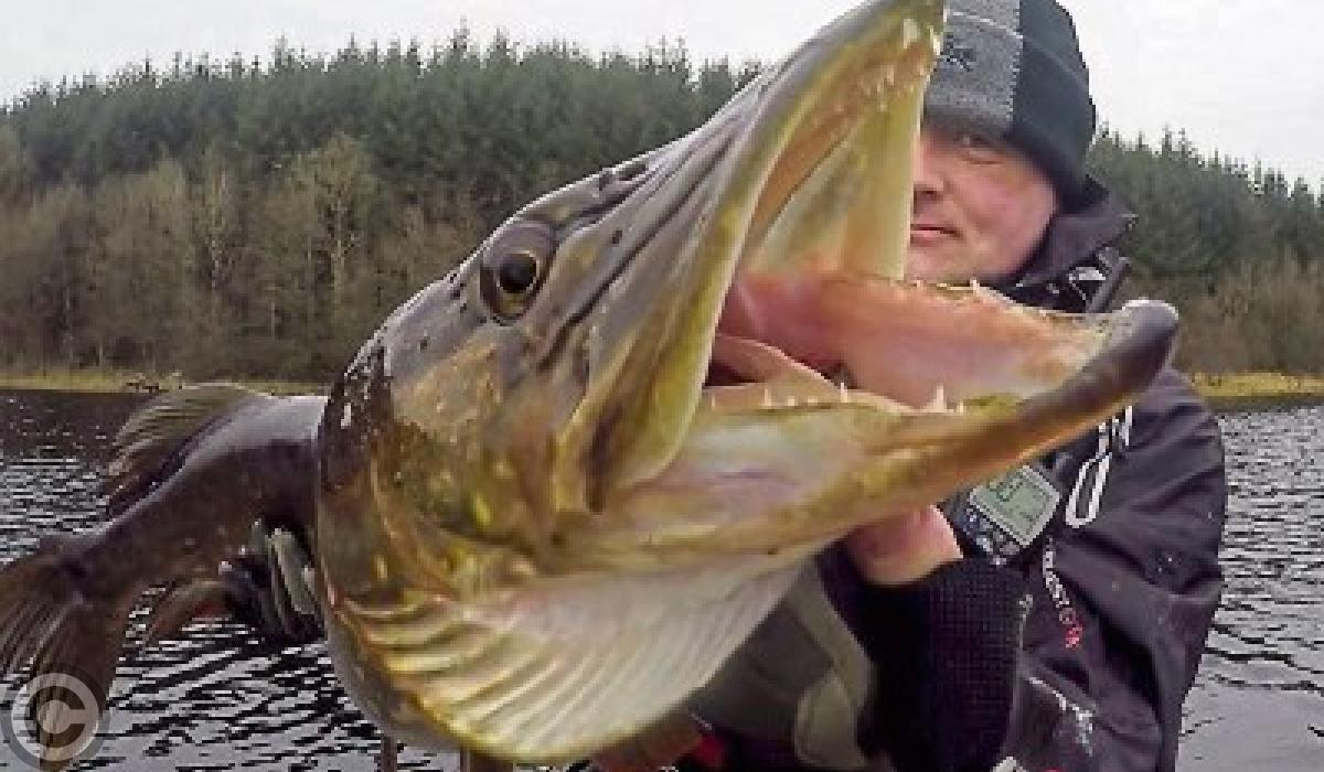 New Research suggests Pike have changed their diet - Leitrim Live