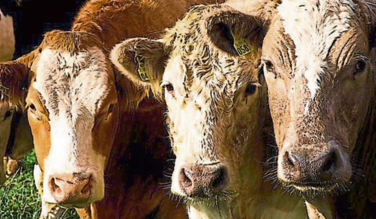 Resumption of Fallen Animal collections a 'huge relief' says IFA ...