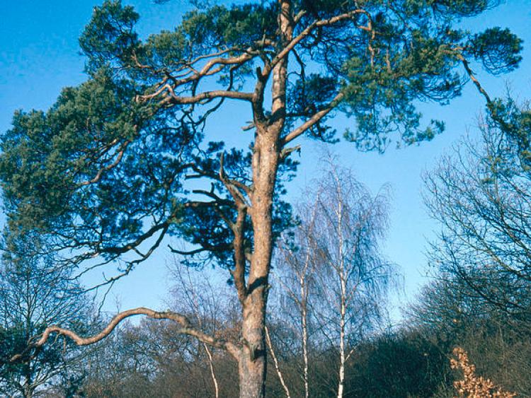 More than 50,000 native broadleaf trees due to be planted in Sligo and ...