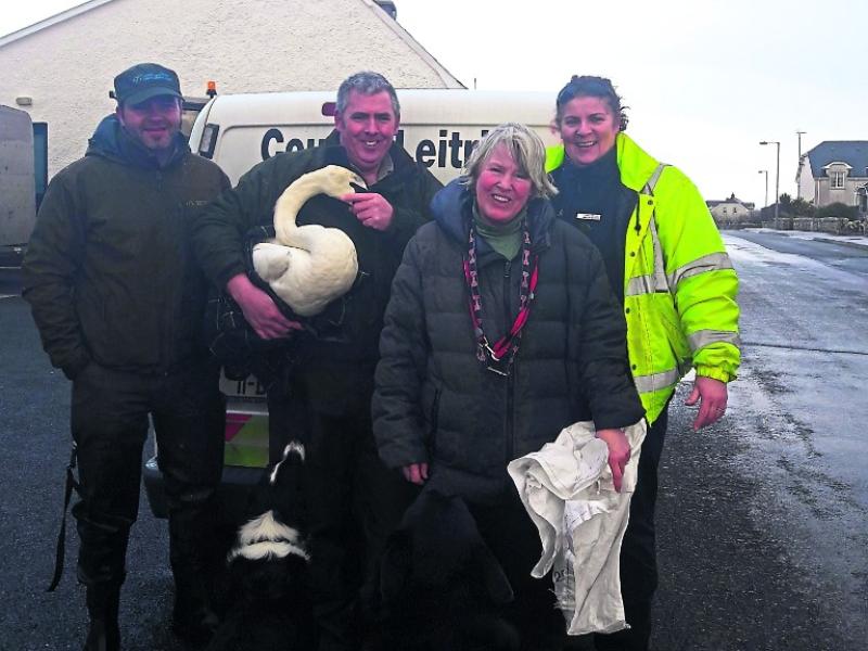 Flocking to the rescue of an injured swan in Tullaghan - Leitrim Live