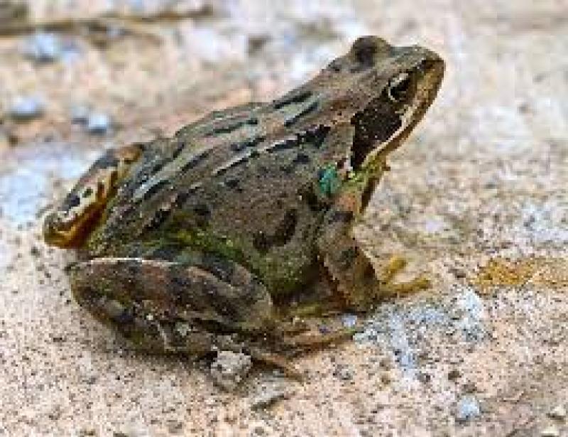 Are there any frogs in Leitrim? Hop To It Frog Survey needs you ...