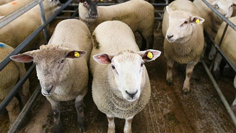 Payments issuing today to farmers in Sheep Welfare Scheme - Leitrim Live
