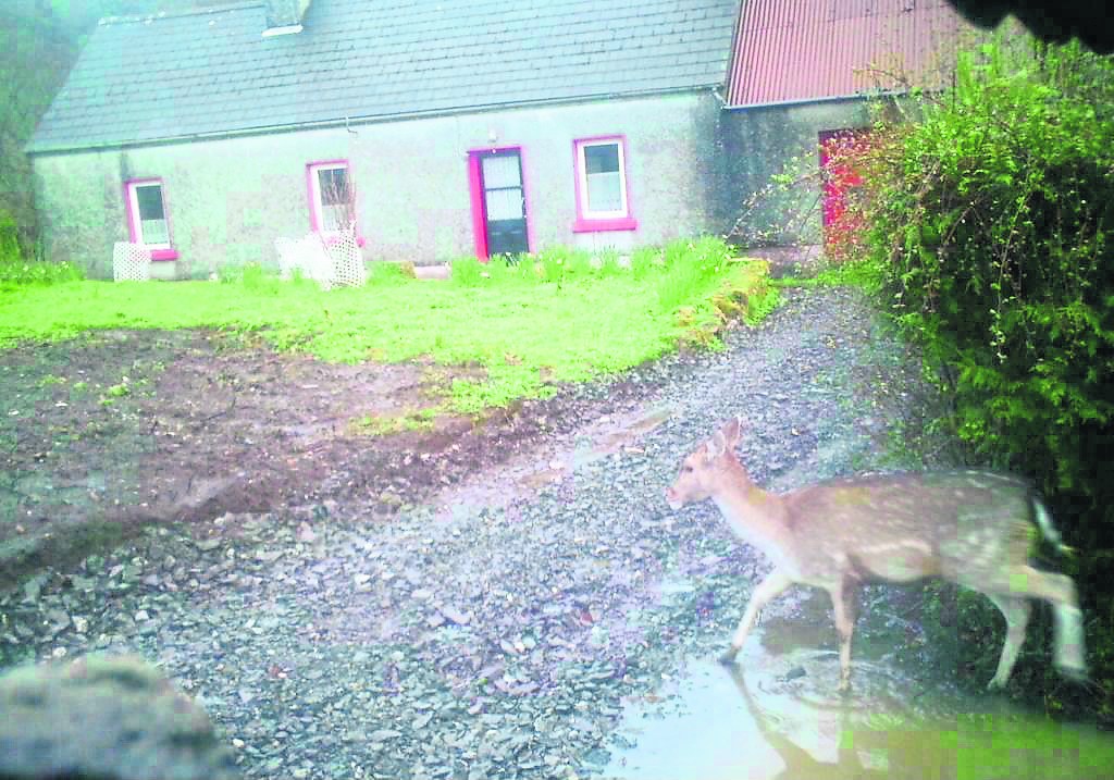 Property with majestic views of Lough Allen to go under the hammer ...